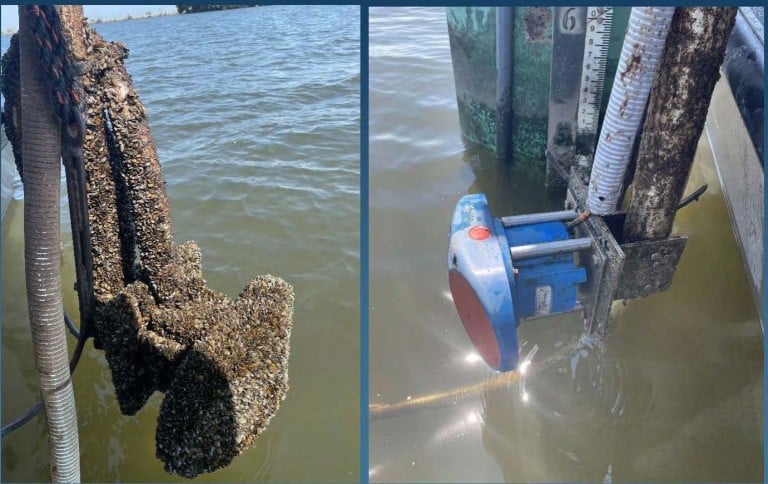 Mussel mania: San Joaquin Valley water agencies gear up to fight ...
