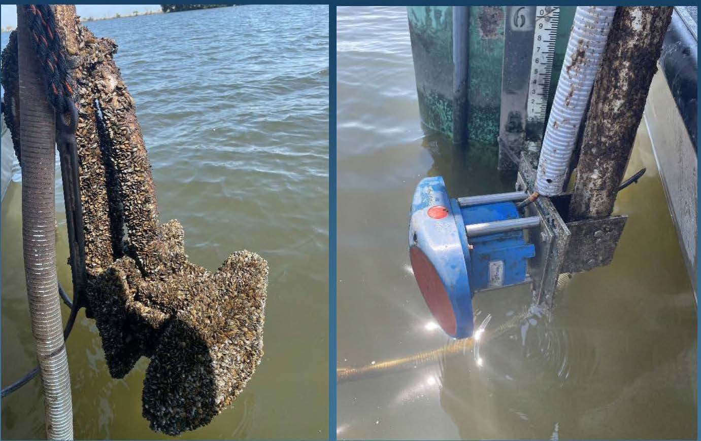 Mussel mania: San Joaquin Valley water agencies gear up to fight ...