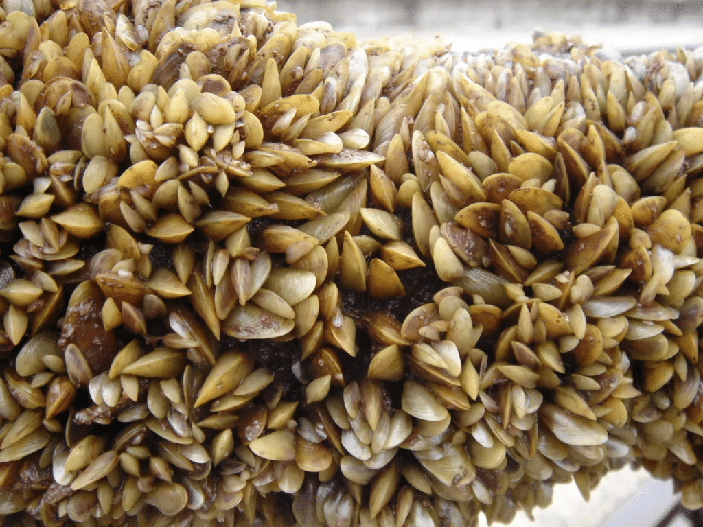 MEETING NOTES: Mussels dominate district discussions – SJV Water